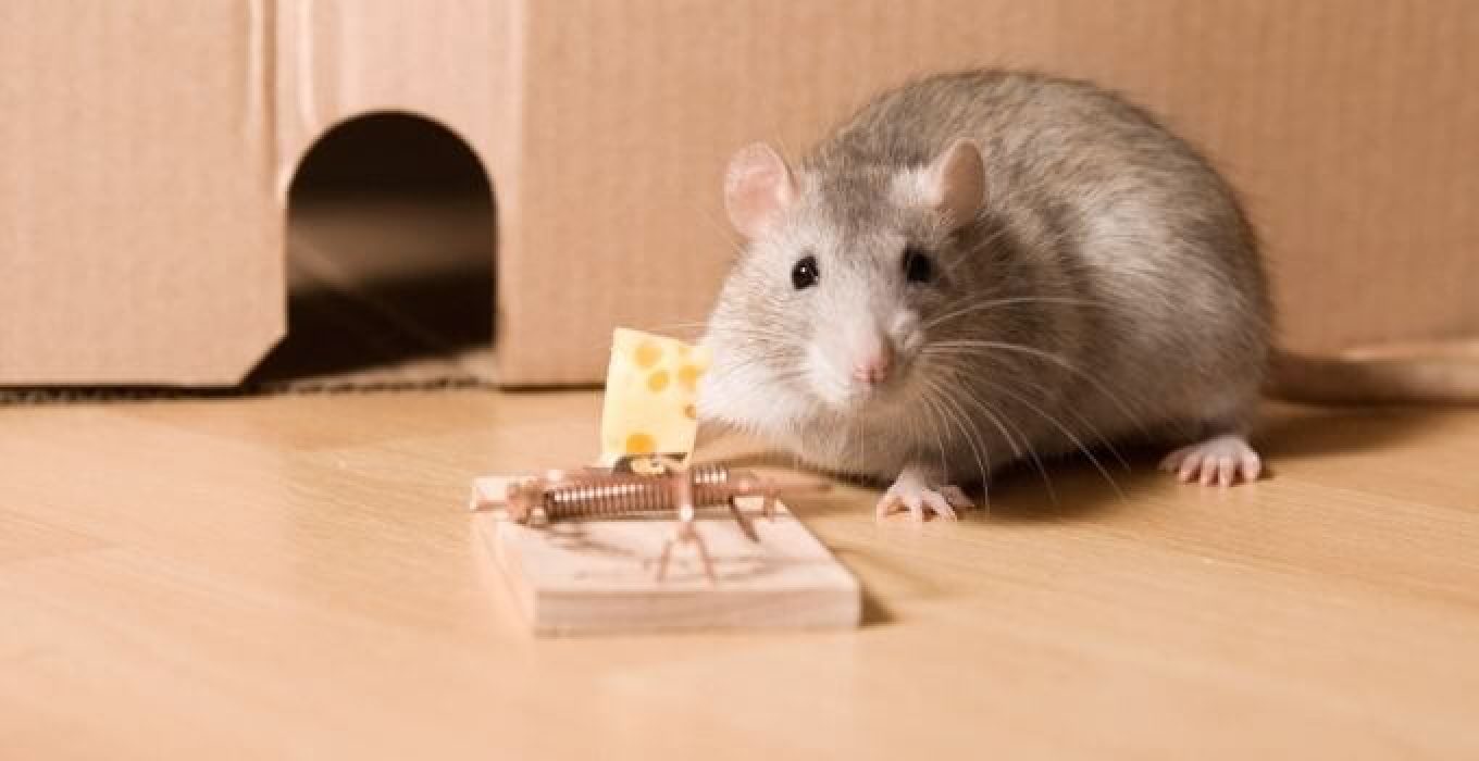 How to Fill Rat Holes in Garden Destroying Rat Burrows