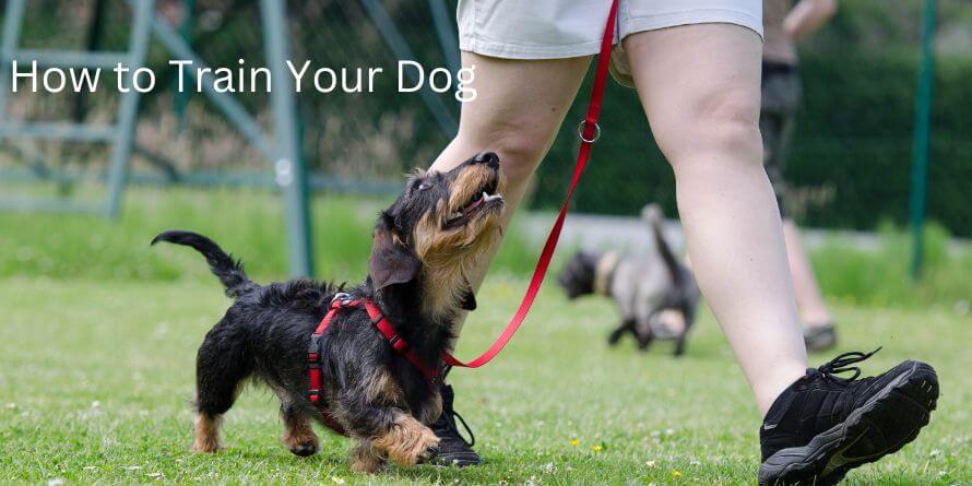 How to Train Your Dog Infographic- theoutdor
