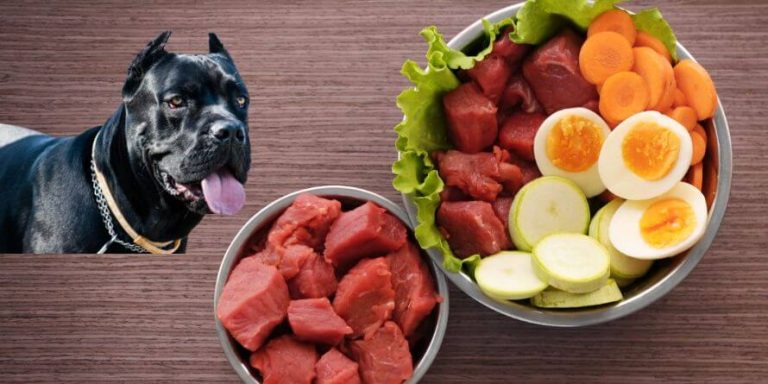 What to Feed My Cane Corso Puppy Regular Routine